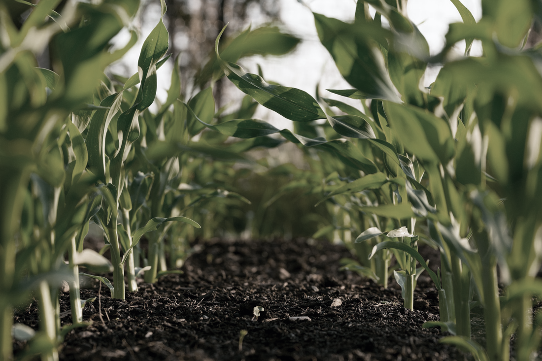 The Science – Jevie